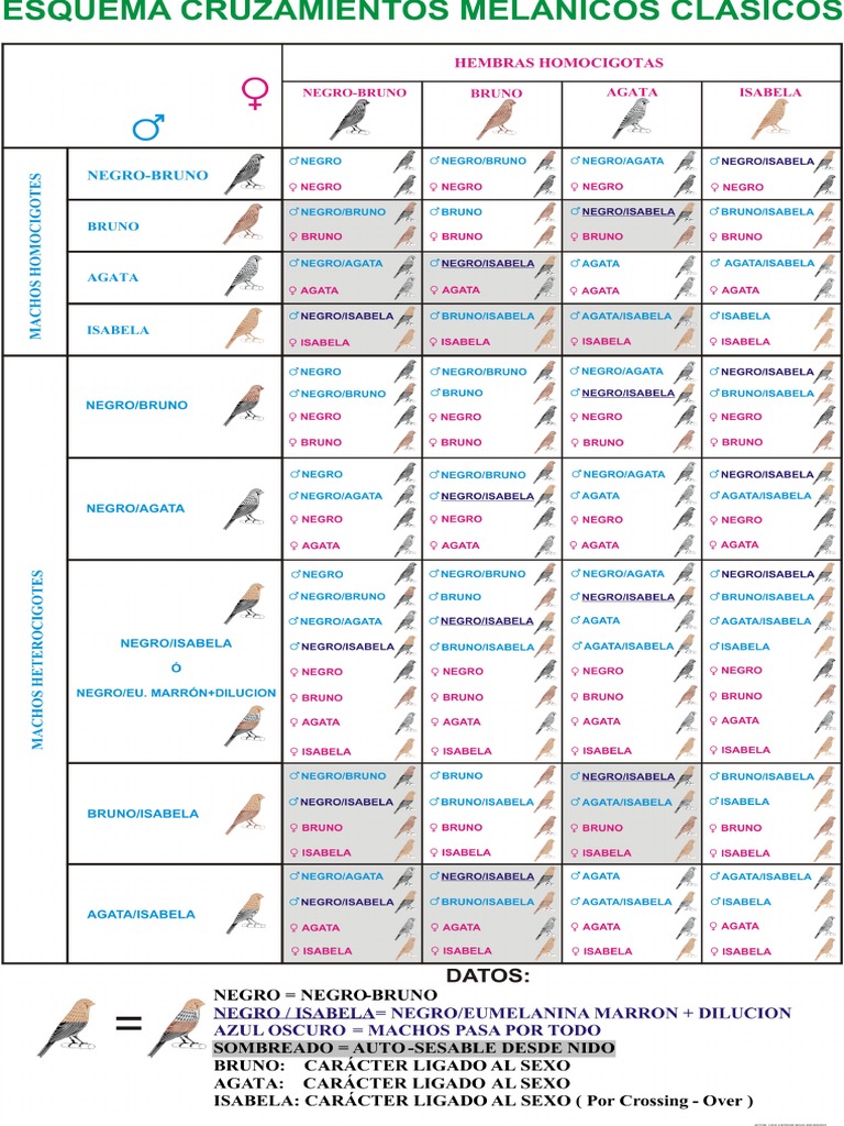 Esquema Cruzamiento Melánicos Clásicos Canarios | PDF