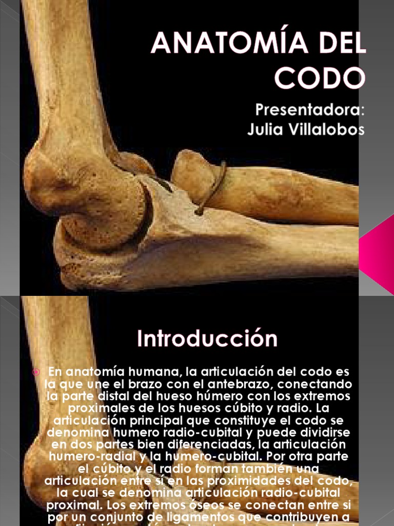 Anatomía Del Codo | Codo | Articulación