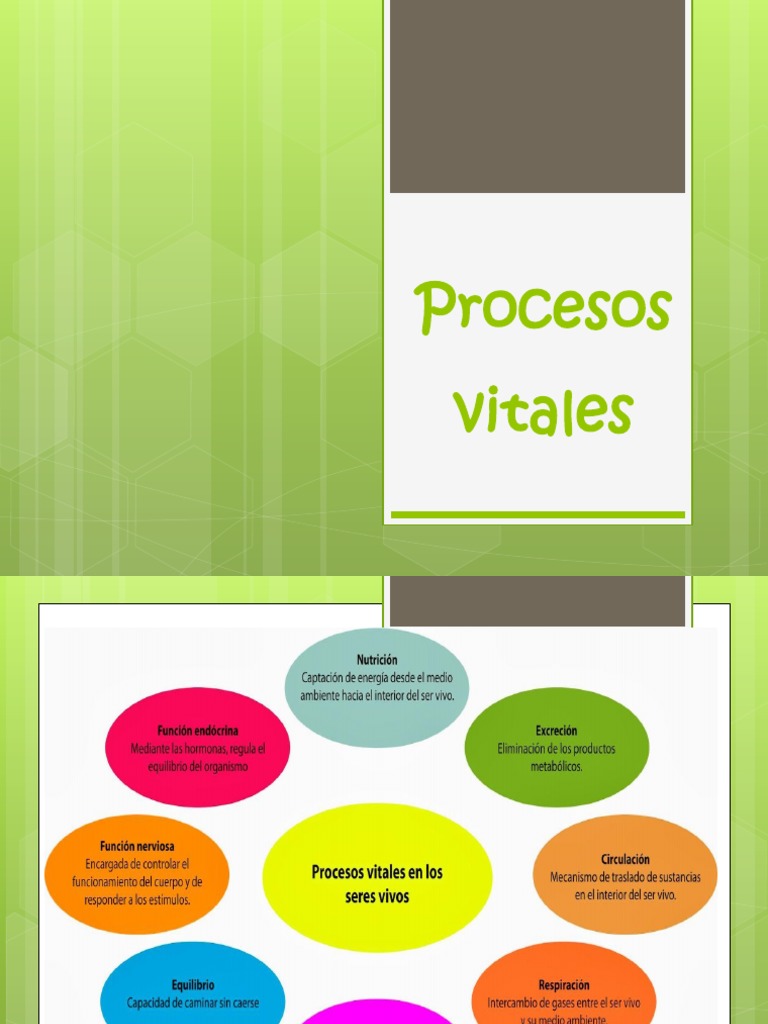 Procesos Vitales en Organismos Vivos | PDF | Fermentación | Metabolismo