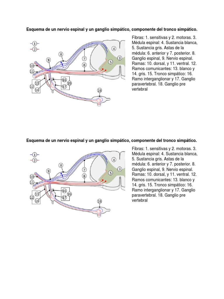 Esquema de Un Nervio Espinal y Un Ganglio Simpático | PDF