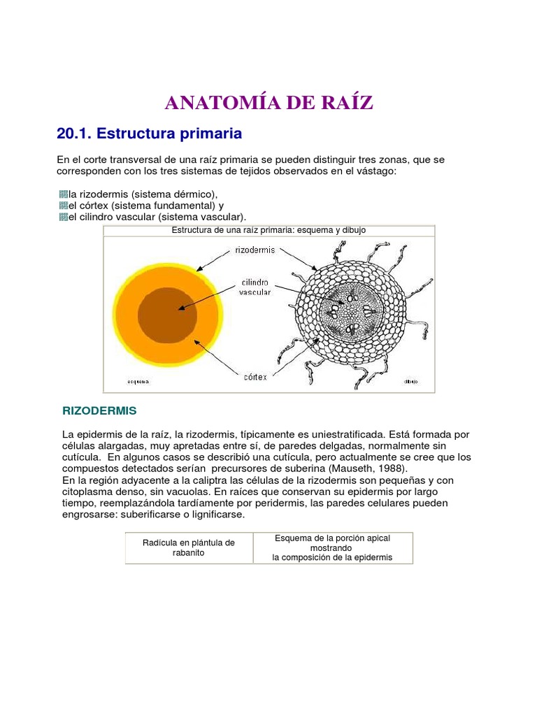 Anatomía de Raíz | PDF | Raíz | Tallo de la planta