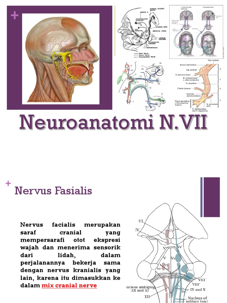 Perjalanan Nervus Fasialis Neurologi | PDF