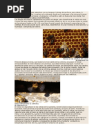 Infografia-¿Como Producen Las Abejas La Miel? | PDF