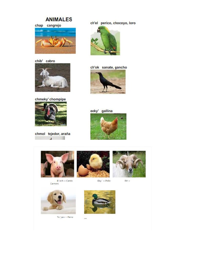 Animales en Mam | PDF