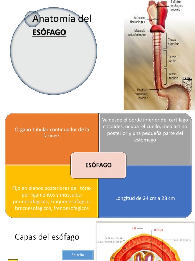 Anatomía del Esófago y sus Capas | PDF | Abdomen | Esófago