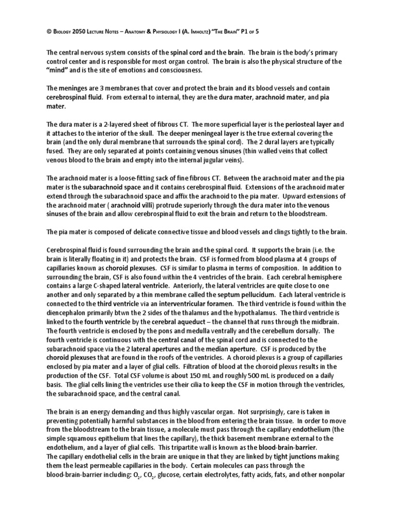 Brain Notes Pdf Cerebrospinal Fluid Brainstem