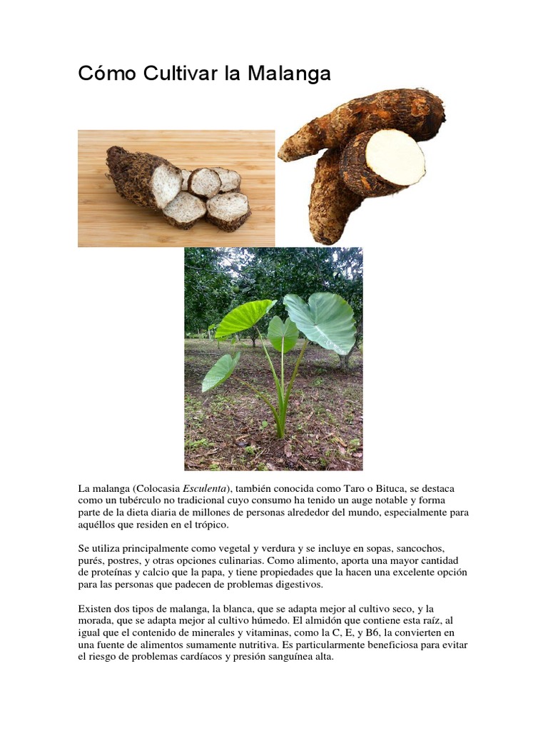 Guía para Cultivar Malanga en Casa | PDF | Compost | Agricultura
