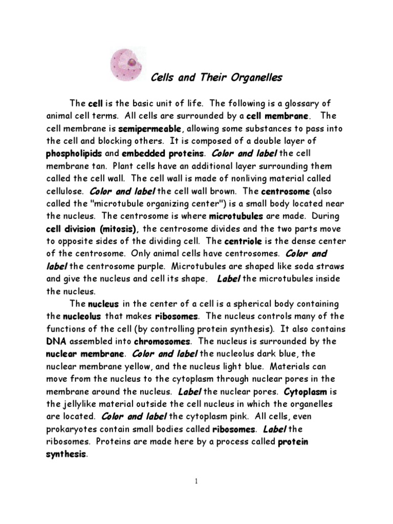 Cells and Organelles Coloring Pages | PDF | Endoplasmic Reticulum ...