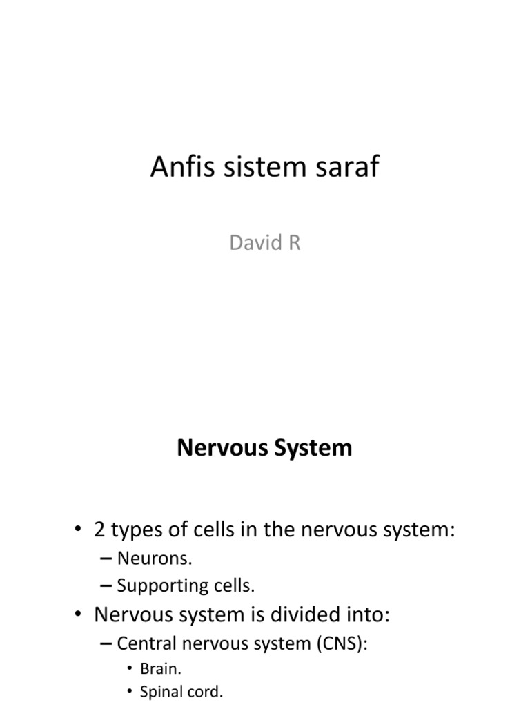 Anfis Sistem Saraf | PDF | Chemical Synapse | Autonomic Nervous System