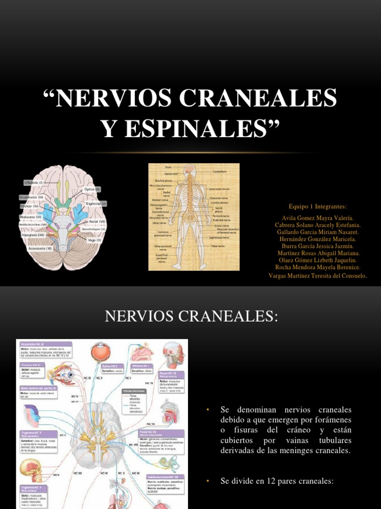 Nervios Craneales y Espinales | PDF | Anatomía humana | Neuroanatomía