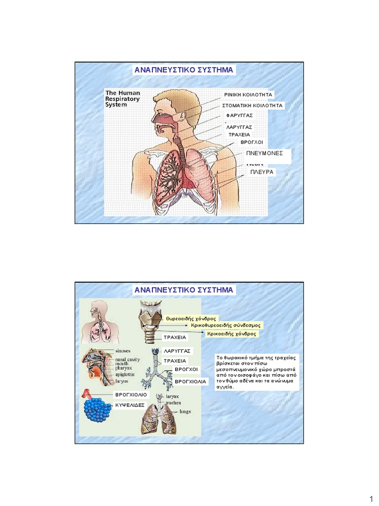 Anatomy4 PDF | PDF
