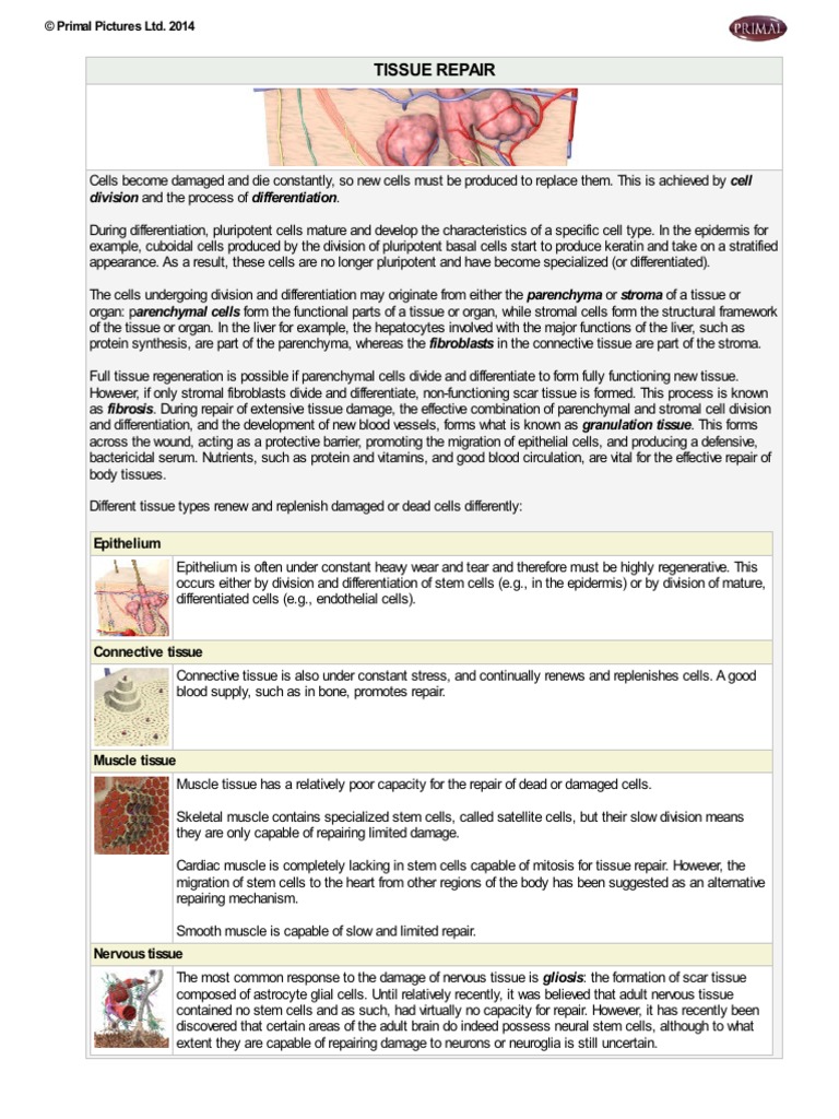 09 Tissue Repair | PDF | Tissue (Biology) | Epithelium