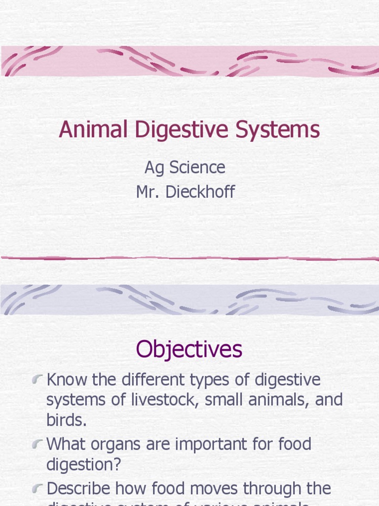 Animal Digestive Systems: Ag Science Mr. Dieckhoff | PDF | Ruminant ...
