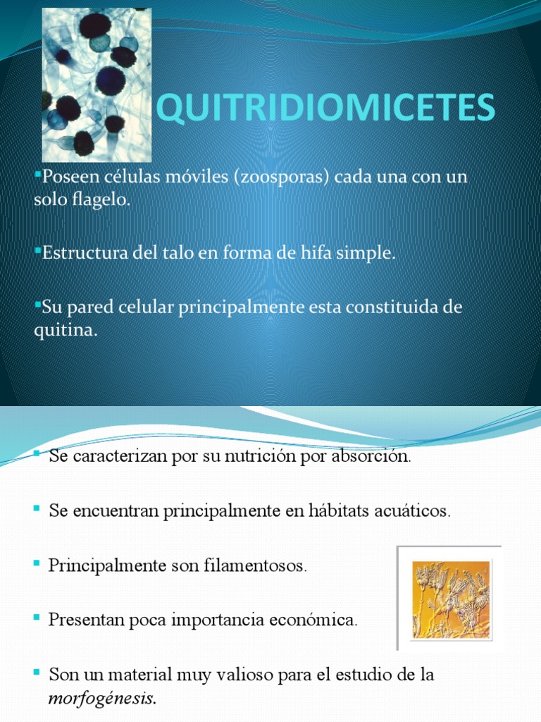 QUITRIDIOMICETES | PDF