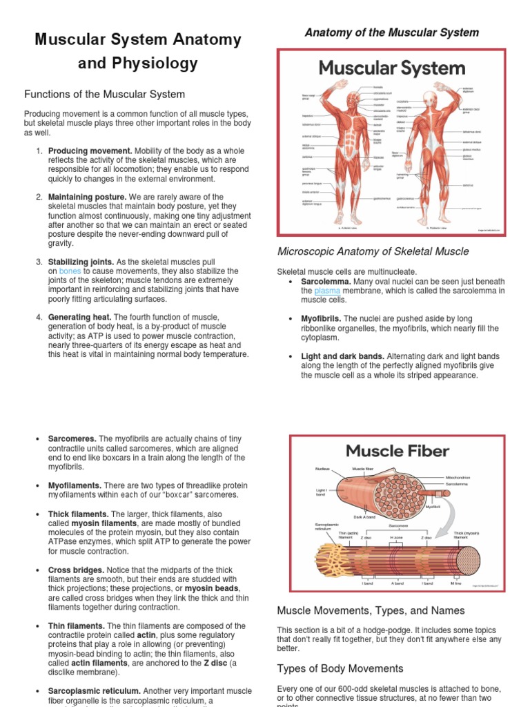 Muscular System Anatomy and Functions | PDF | Anatomical Terms Of ...