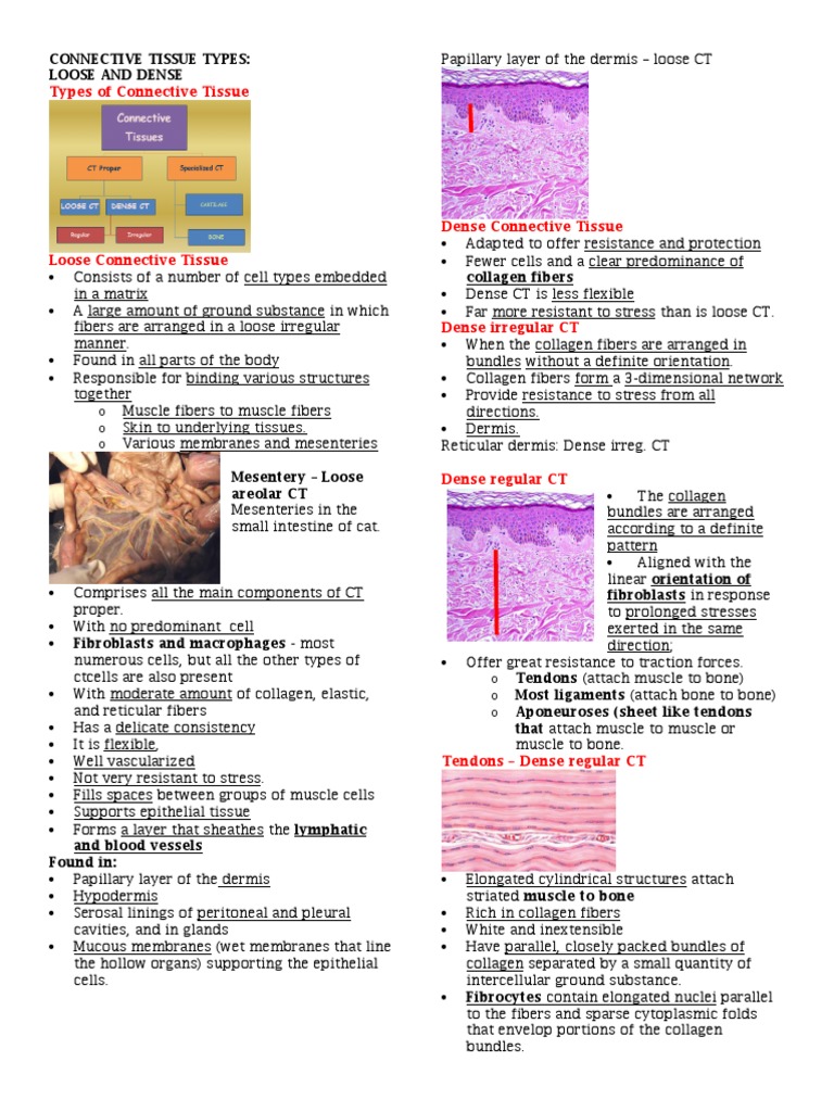 Worksheets Different Types Of Connective Tissue