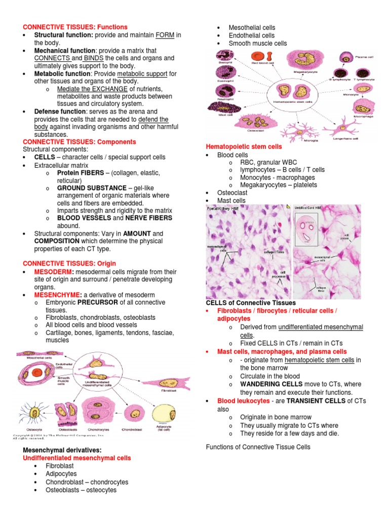 Connective Tissues | PDF | White Blood Cell | Macrophage