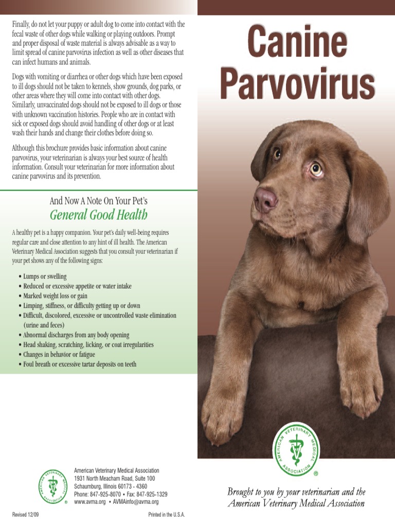 Parvo Brochure | Download Free PDF | Infection | Dogs