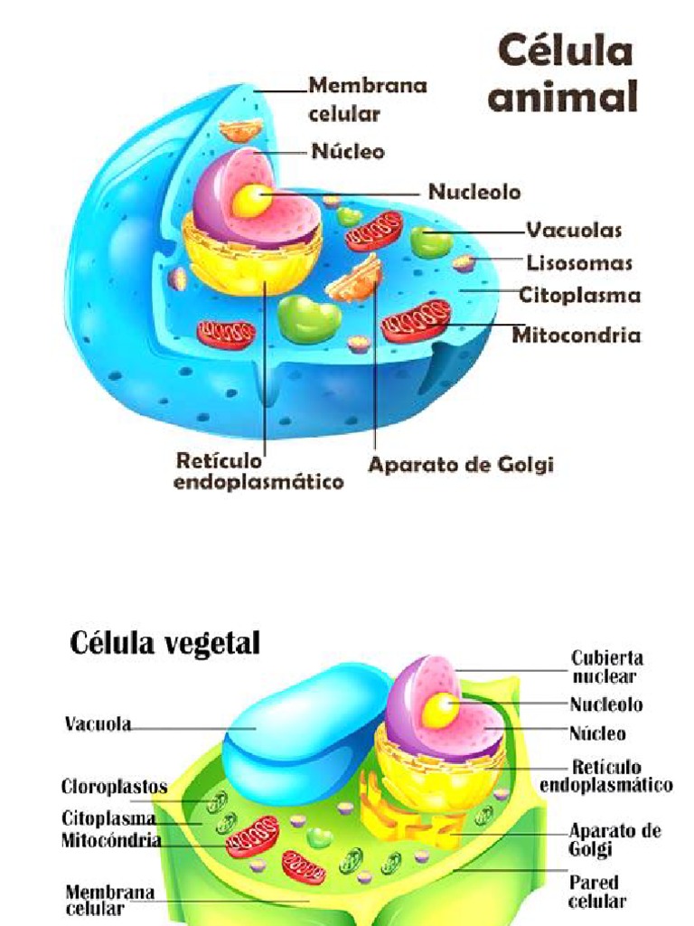 Celula Animal y Vegetal | PDF