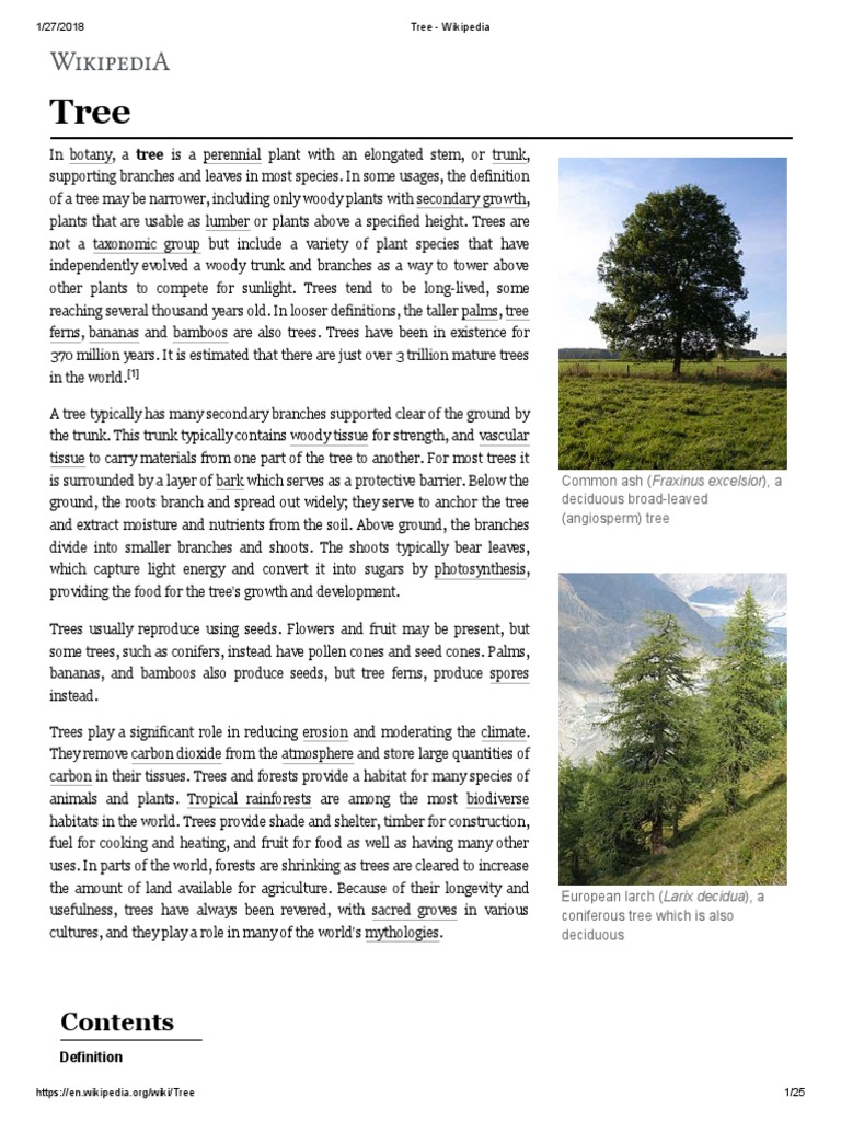 Wikipedia Page For A Tree. | PDF | Trees | Plant Stem