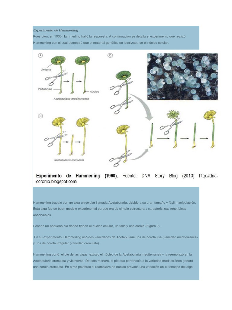 Experimento de Hammerling | Fenotipo | Nucleo celular
