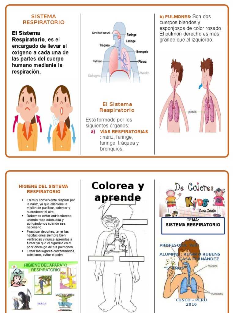 TRIPTICO PRIMaria Sistema Respiratorio