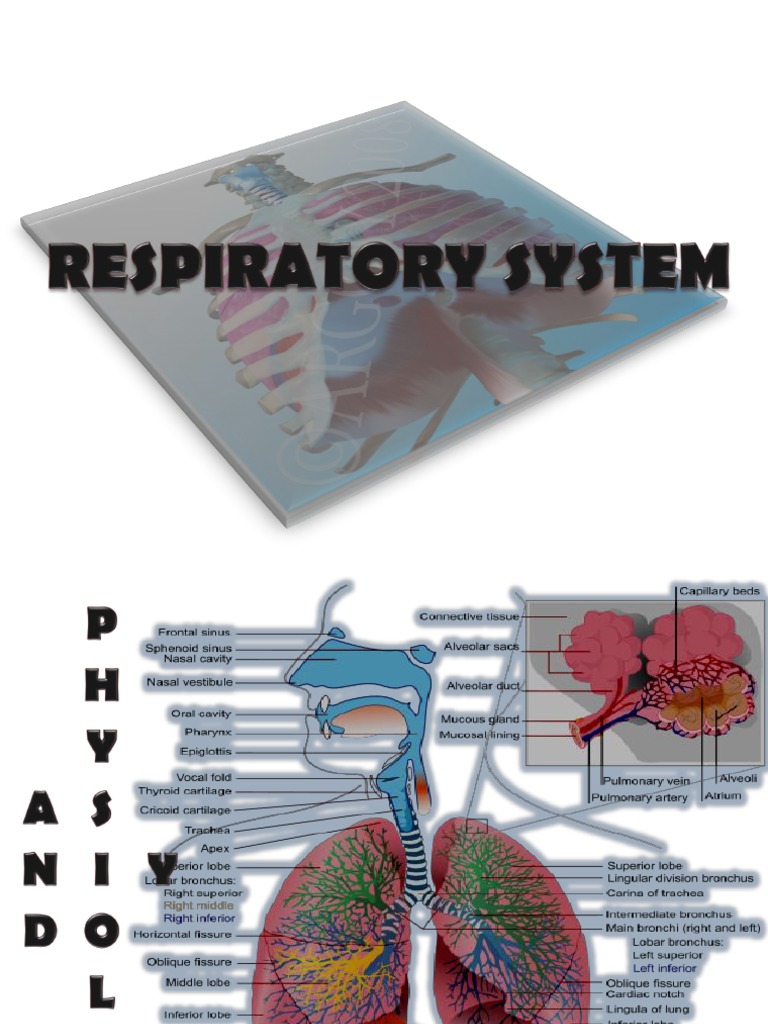 Respiratory System (Anatomy) | PDF | Lung | Larynx