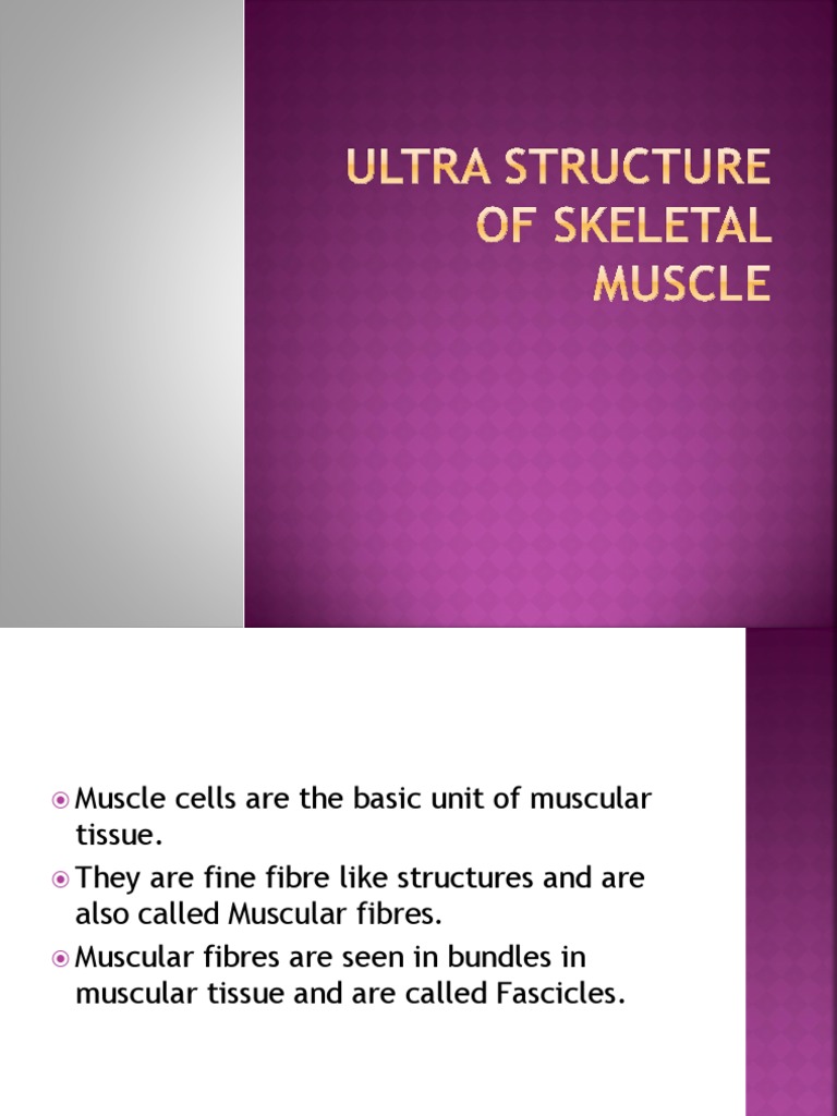 Ultra Structure of Skeletal Muscle | PDF