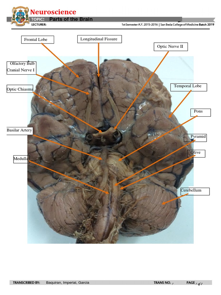 Neuroscience: Parts of The Brain | PDF | Brainstem | Senses
