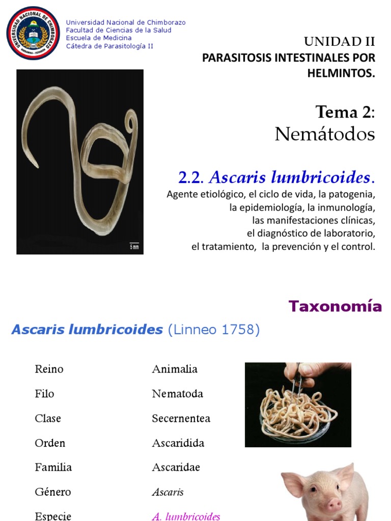 Tema 2 Helmintos Nemátodos 2 (1).2 Ascaris Lumbricoides | Nematodo | Diarrea