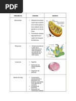 Que Es El Jugo Nuclear