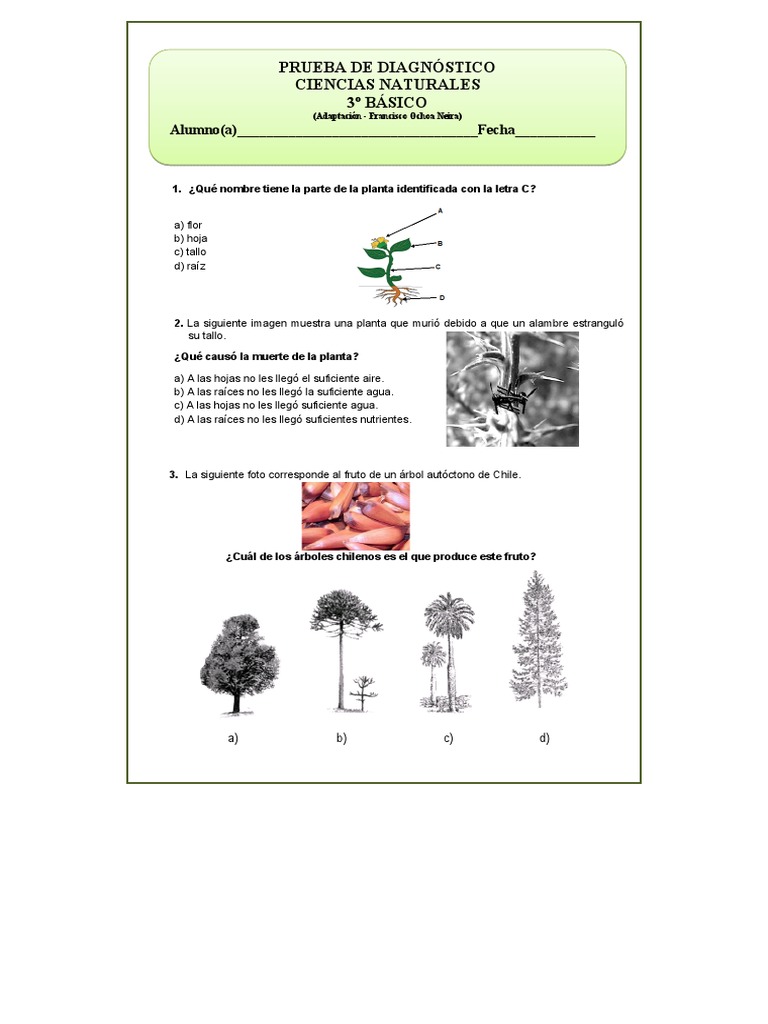 Prueba Diagnóstica Ciencias Naturales 3º Básico | PDF | Sonido | Tierra