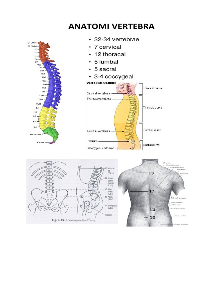 Anatomi Vertebra | PDF