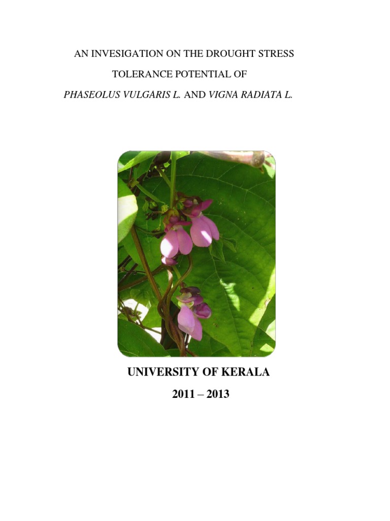 Chinthu Modified | PDF | Phaseolus Vulgaris | Bean