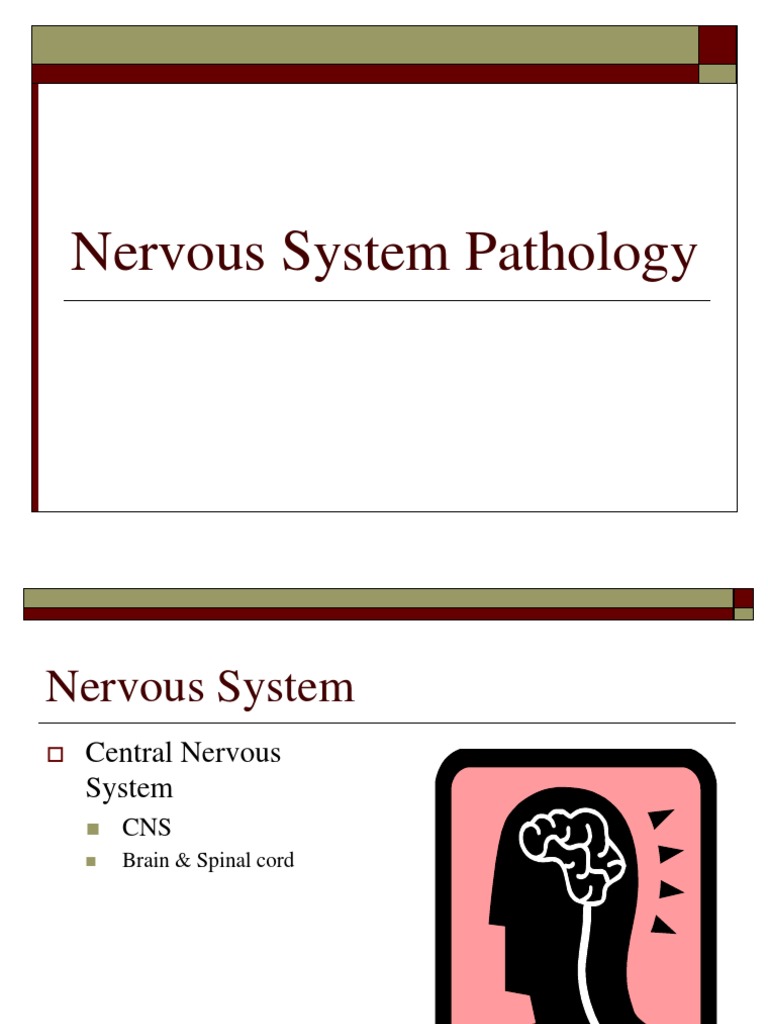 Nervous System Pathology | PDF | Central Nervous System | Traumatic ...