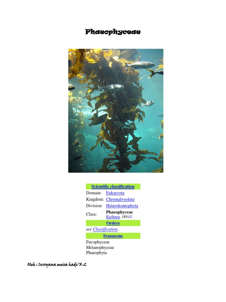 Phaeophyceae: Domain: Kingdom: Division: Class | PDF | Algae | Organisms