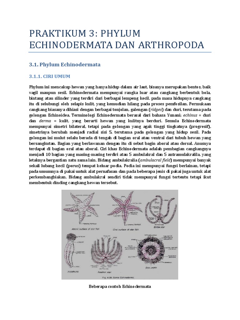Praktikum 3 Phylum Echinodermata Dan Arthropoda | PDF