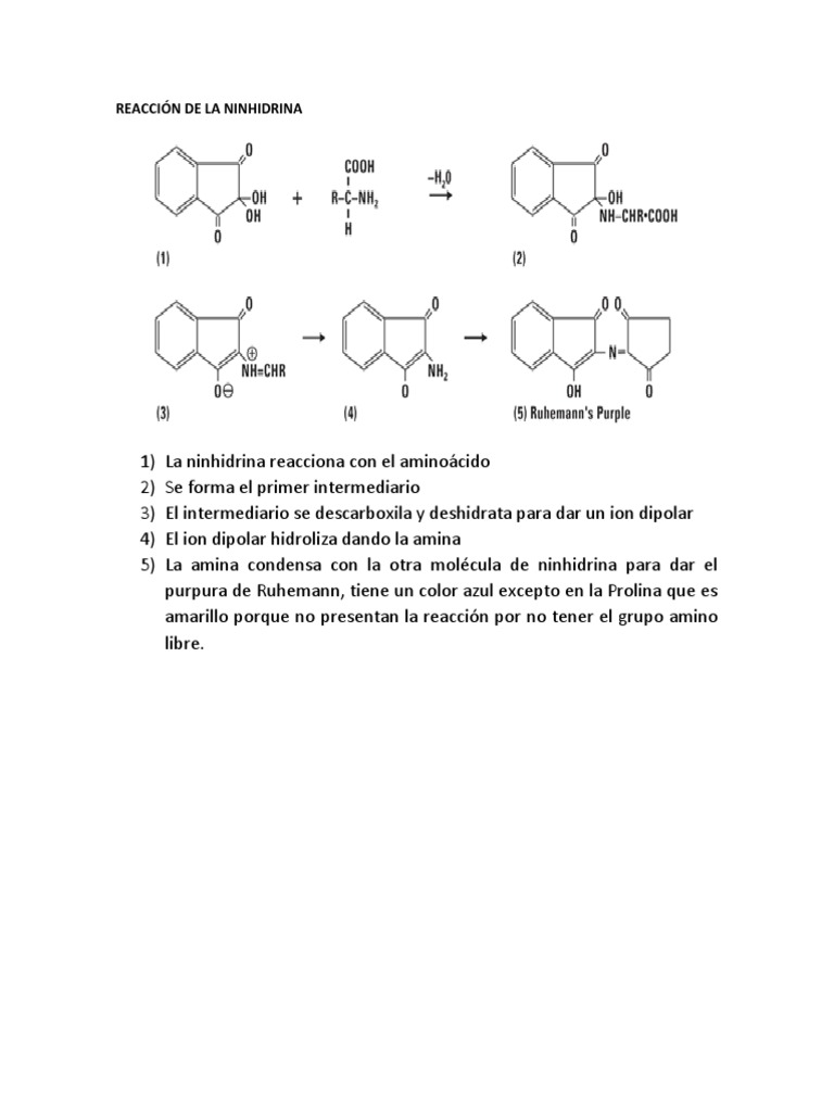 La Ninhidrina Reacciona Con El Aminoácido | PDF | Grupo funcional ...