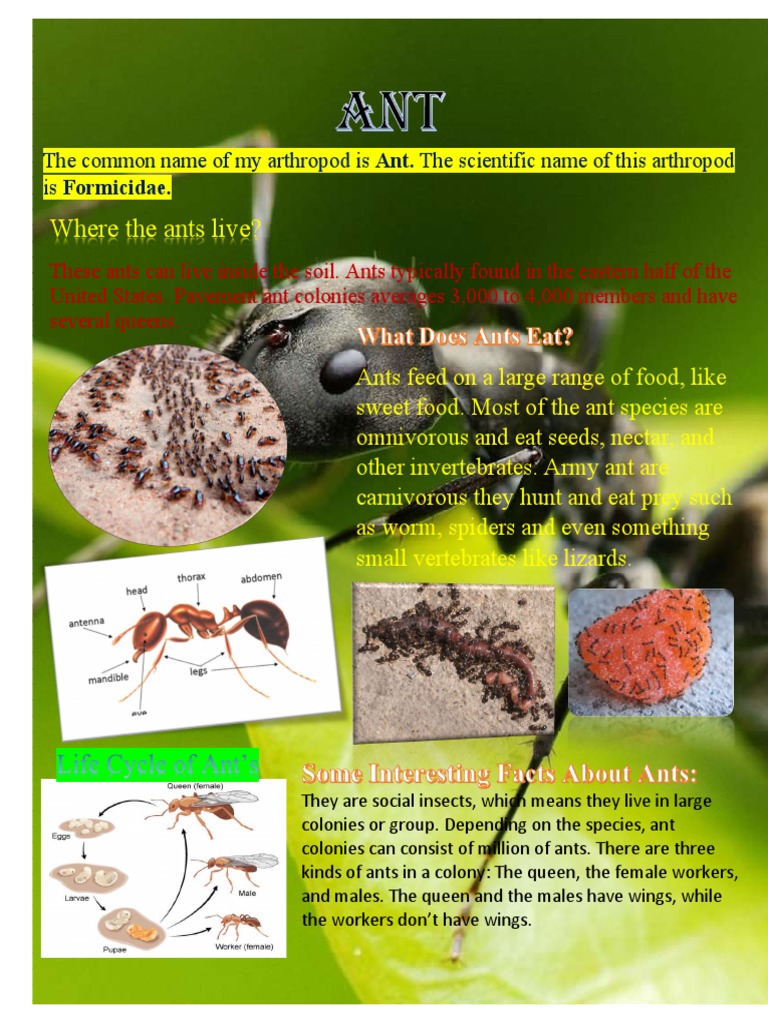 Ant Information For Science Homework | PDF | Science & Mathematics