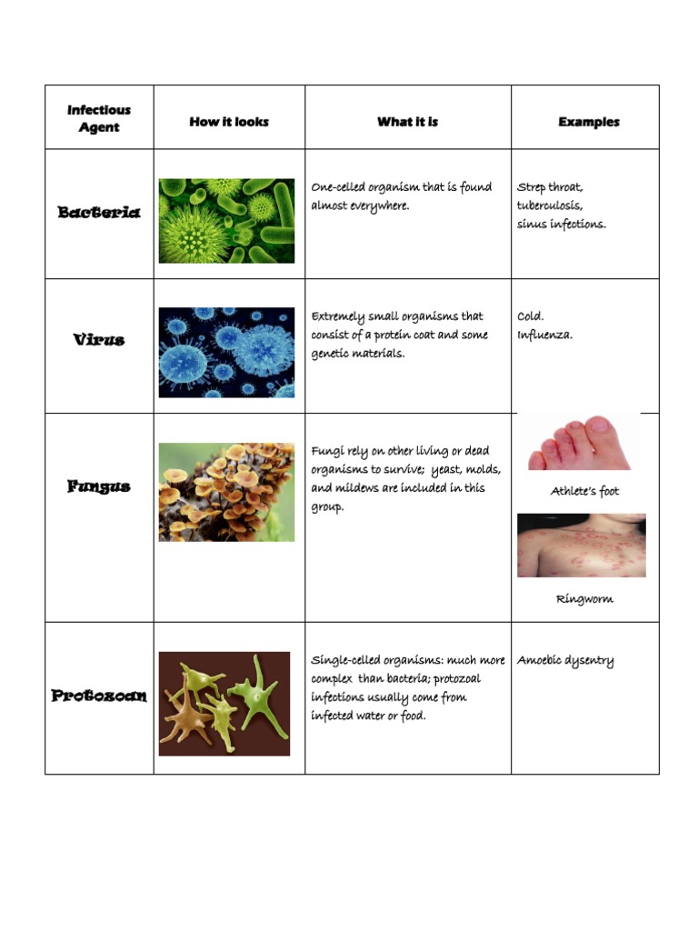 Bacteria: Infectious Agent How It Looks What It Is Examples | PDF