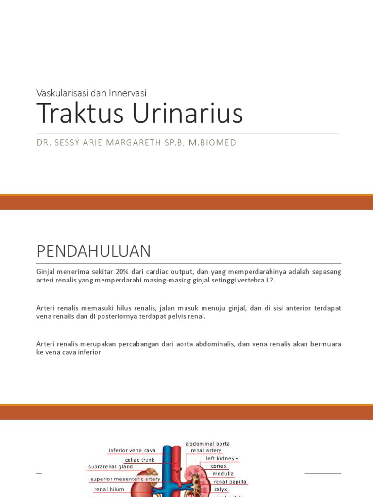 Vaskularisasi dan Inervasi Ginjal | PDF