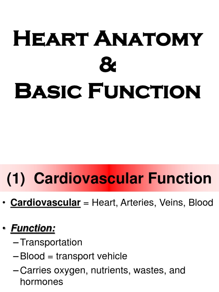 ANAT - Unit 3 - Heart Anatomy and Function - Notes | PDF