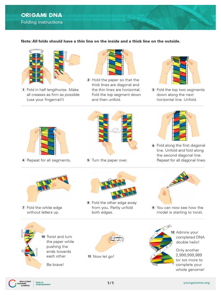 Origami DNA Folding Guide | PDF | Origami | Biochemistry
