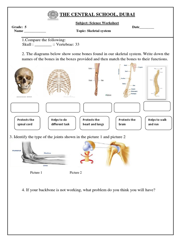 Skeletal System - Study Material | PDF | Skeleton | Muscle