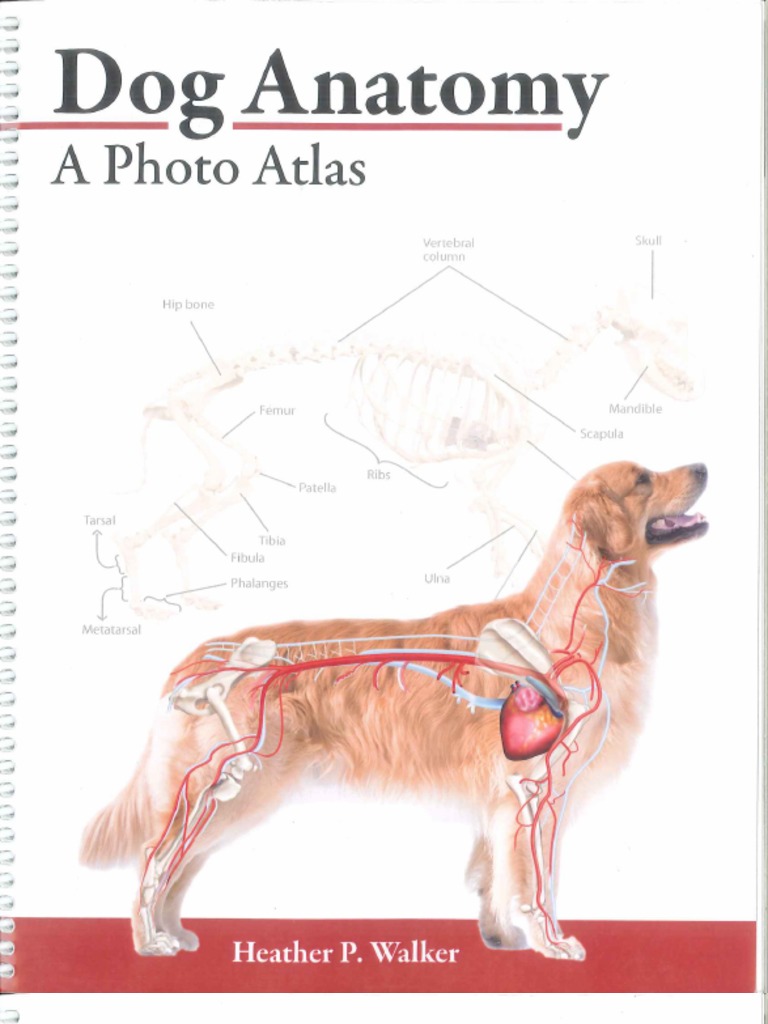 Dog Anatomy: A Photo Atlas | PDF