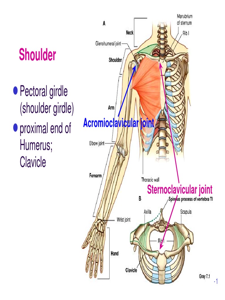 Bone Limb Upper | PDF | Elbow | Limbs (Anatomy)