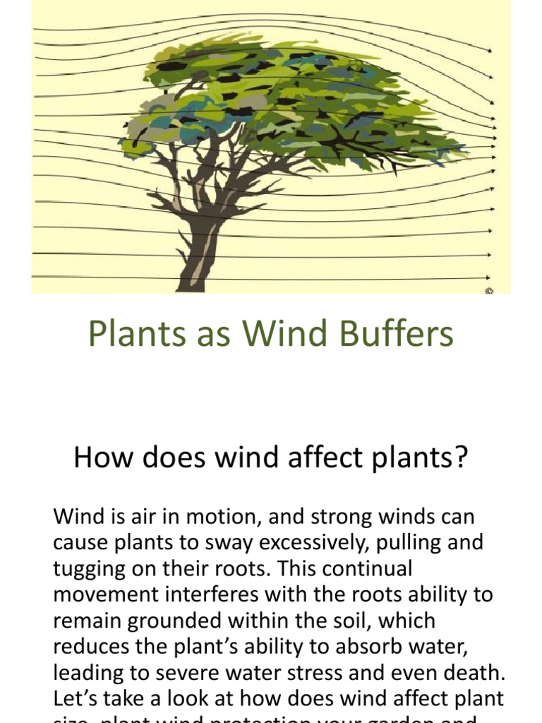 Plants As Wind Buffers | PDF | Wound | Plants