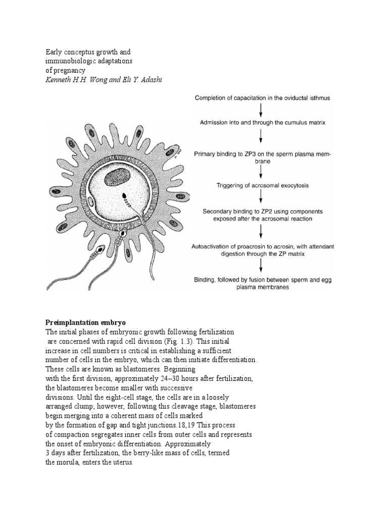 Early Conceptus Growth and | PDF | Implantation (Human Embryo) | Mhc ...