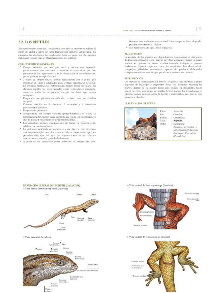 Dicrodon Guttulatum | PDF | Reptil | Anfibio