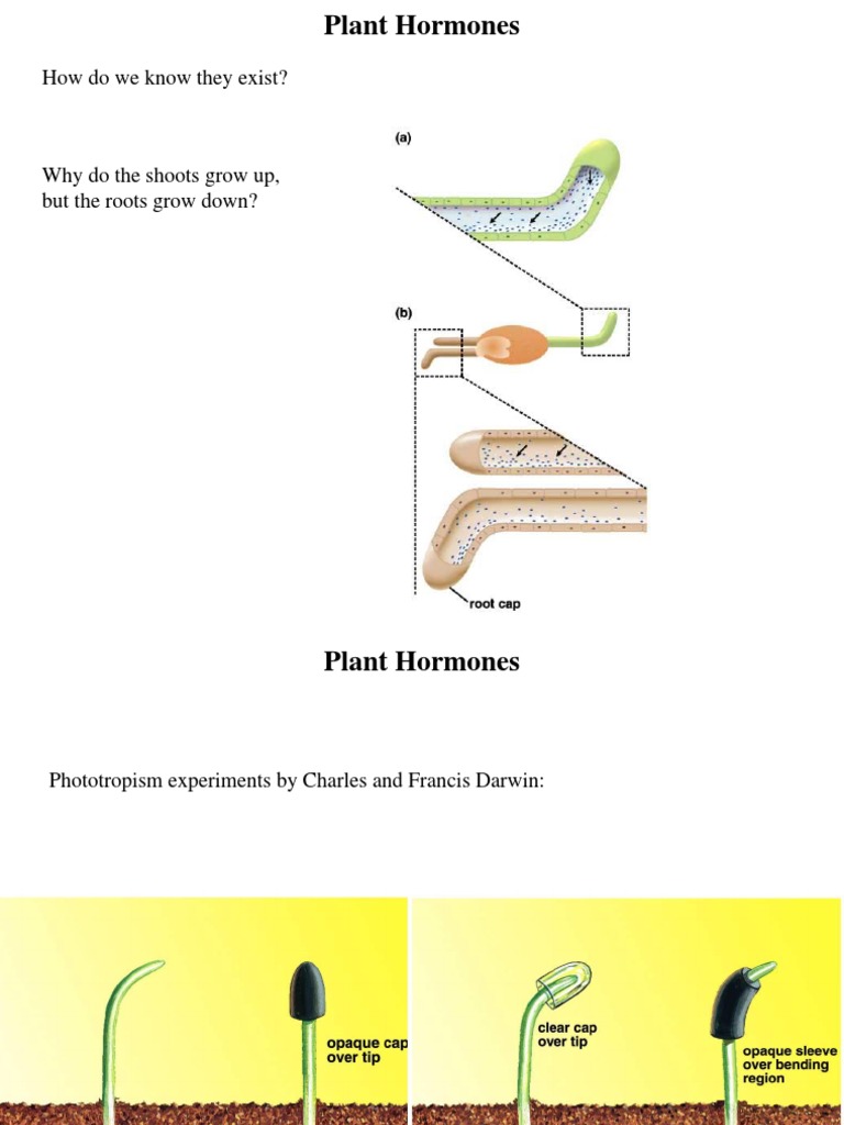 Understanding Auxins in Plant Growth | PDF | Plant Hormone | Auxin